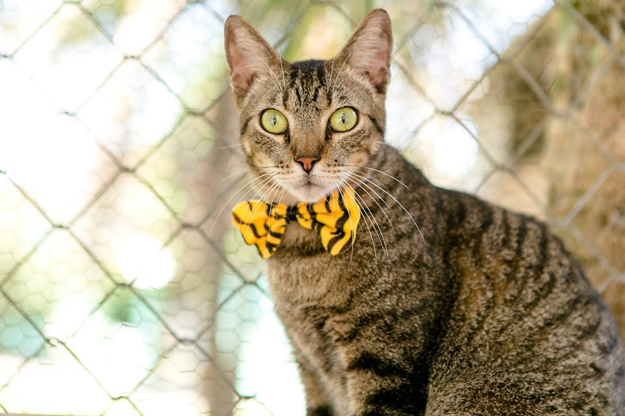 Tiago Parente, cabeleireiro das celebridades, contrata mesma empresária ...