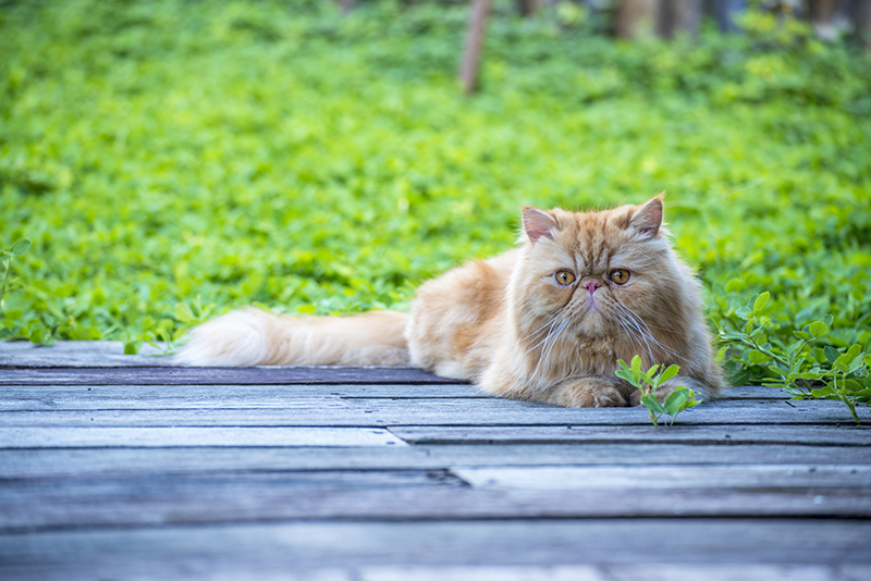 Persa é a raça de felinos mais curtida nas red... | VEJA RIO