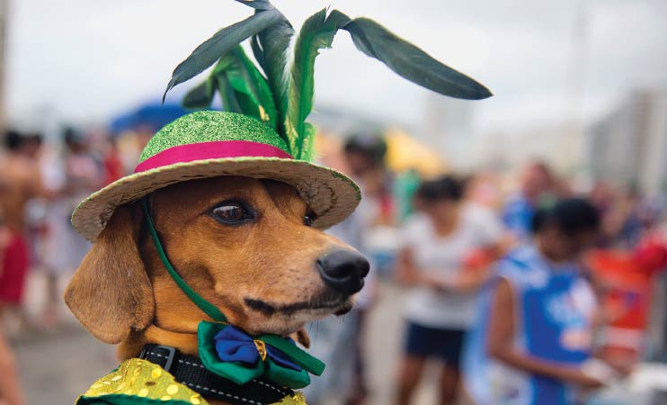 Mundo animal | VEJA RIO